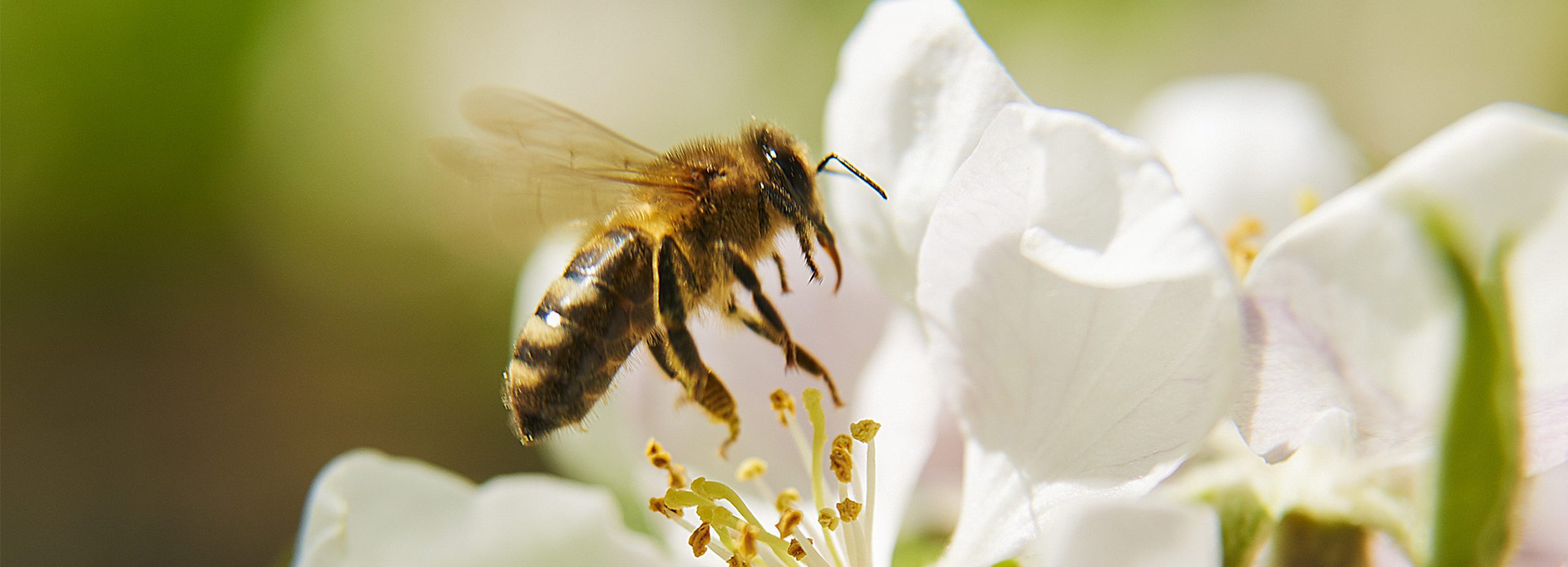 Las abejas | Pink Lady®